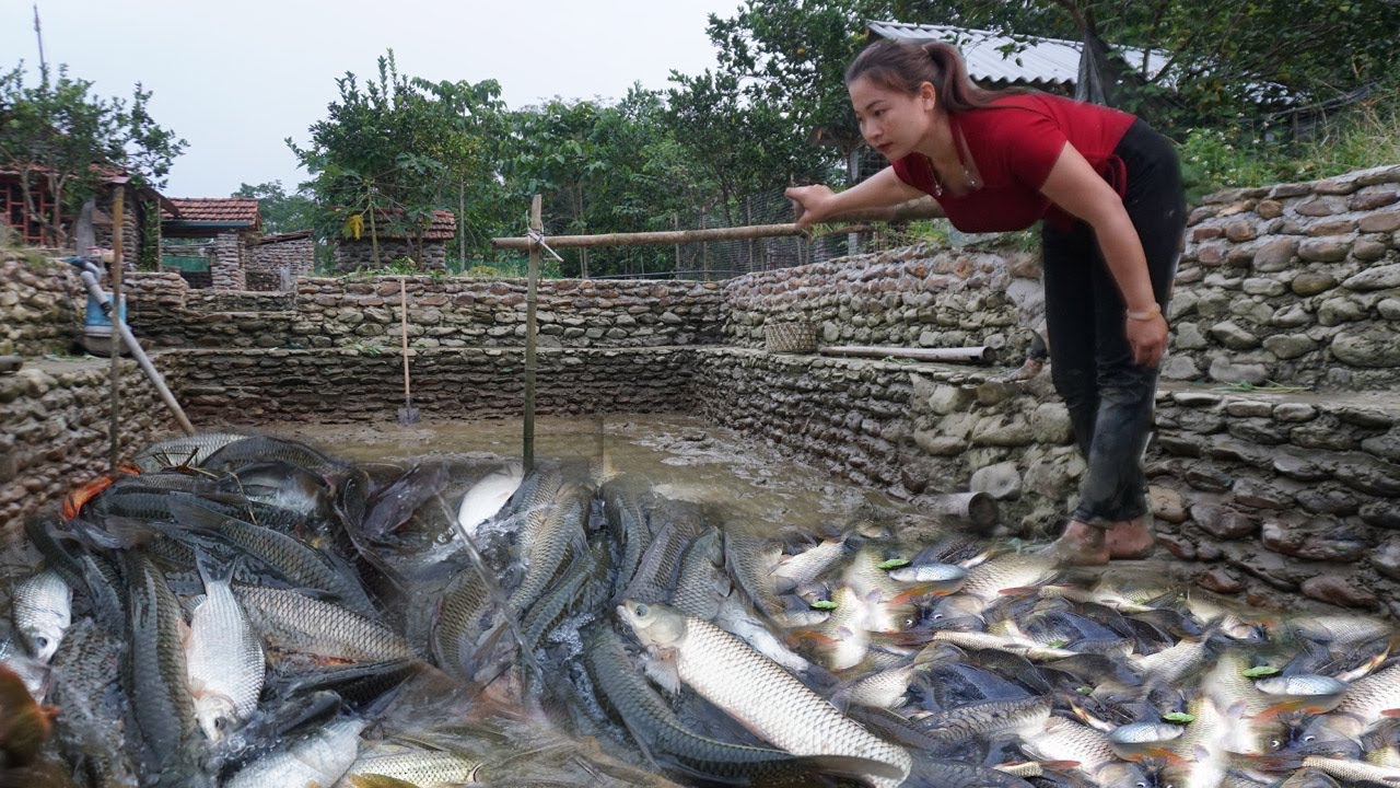 Harvesting fish in the pond after 1 year of raising farm - Build a ...