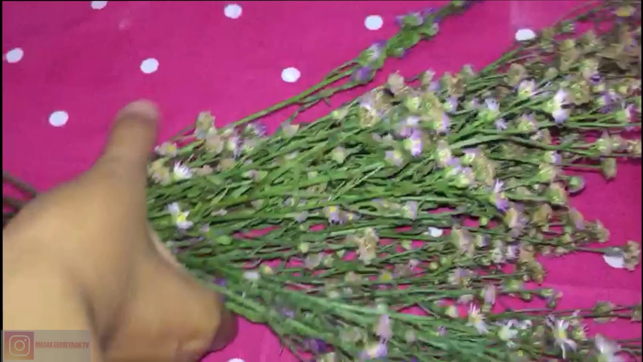 EKSPERIMEN BUNGA LAYU - YouTube