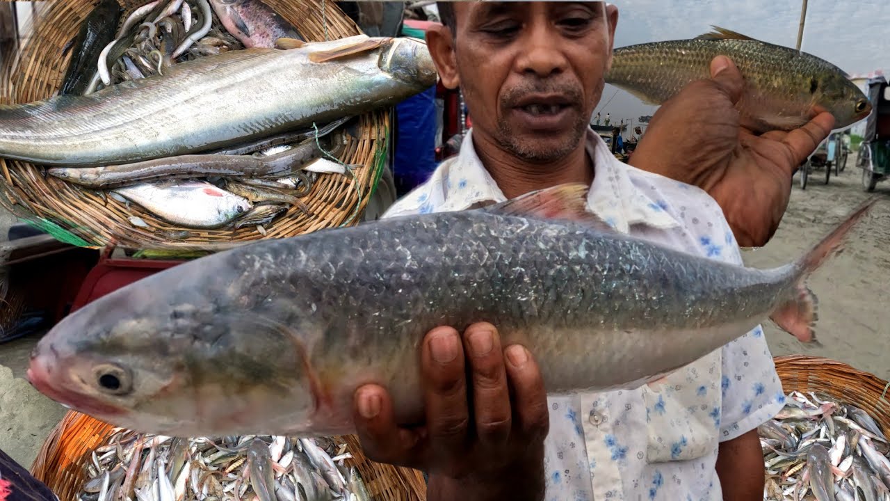 পদ্মার বড় সাইজের জ্যান্ত ইলিশ মাছ - বোয়াল মাছ - রিটা মাছ কত টাকা দরে ...