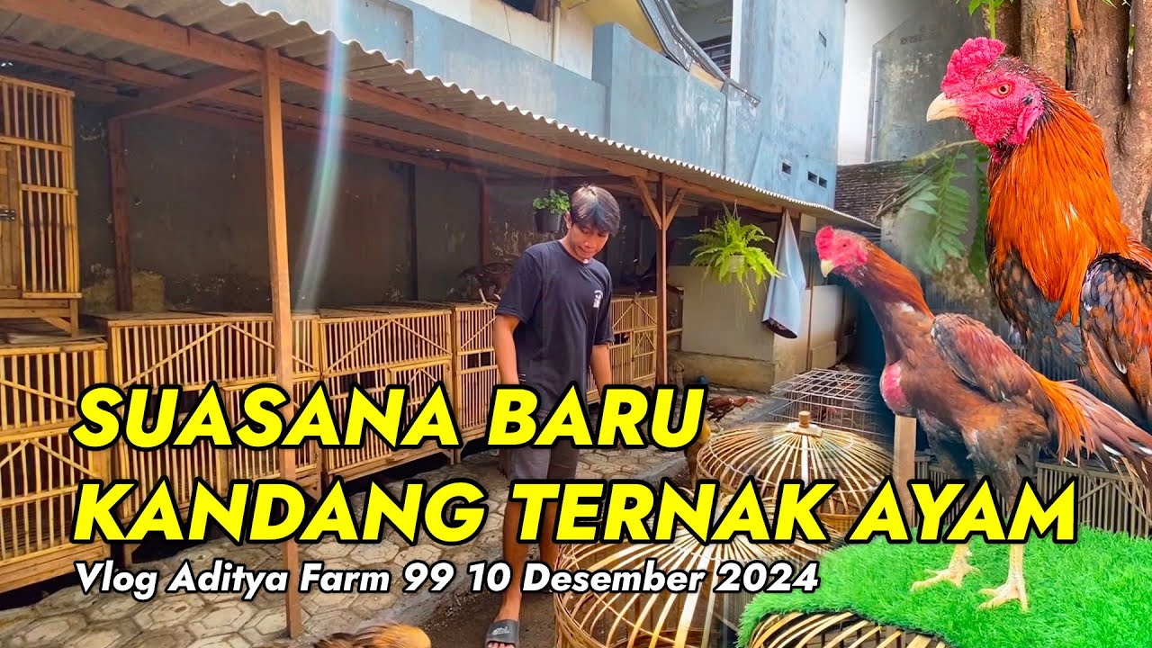 UPDATE KANDANG TERNAK AYAM BANGKOK ADITYA FARM 99 - YouTube