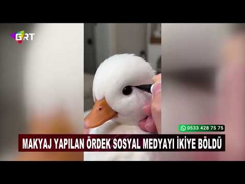 Makyaj yapılan ördek sosyal medyayı ikiye böldü