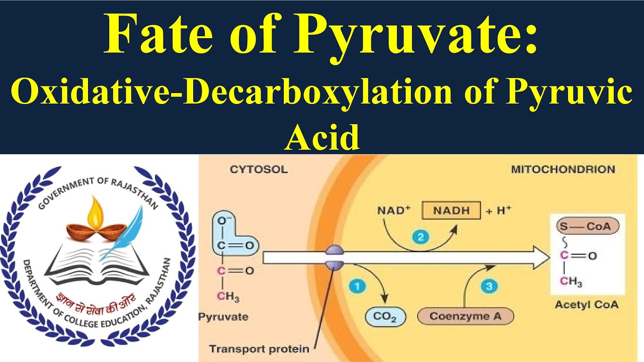 Fate of Pyruvate | Oxidative Decarboxylation | Link Reaction - YouTube