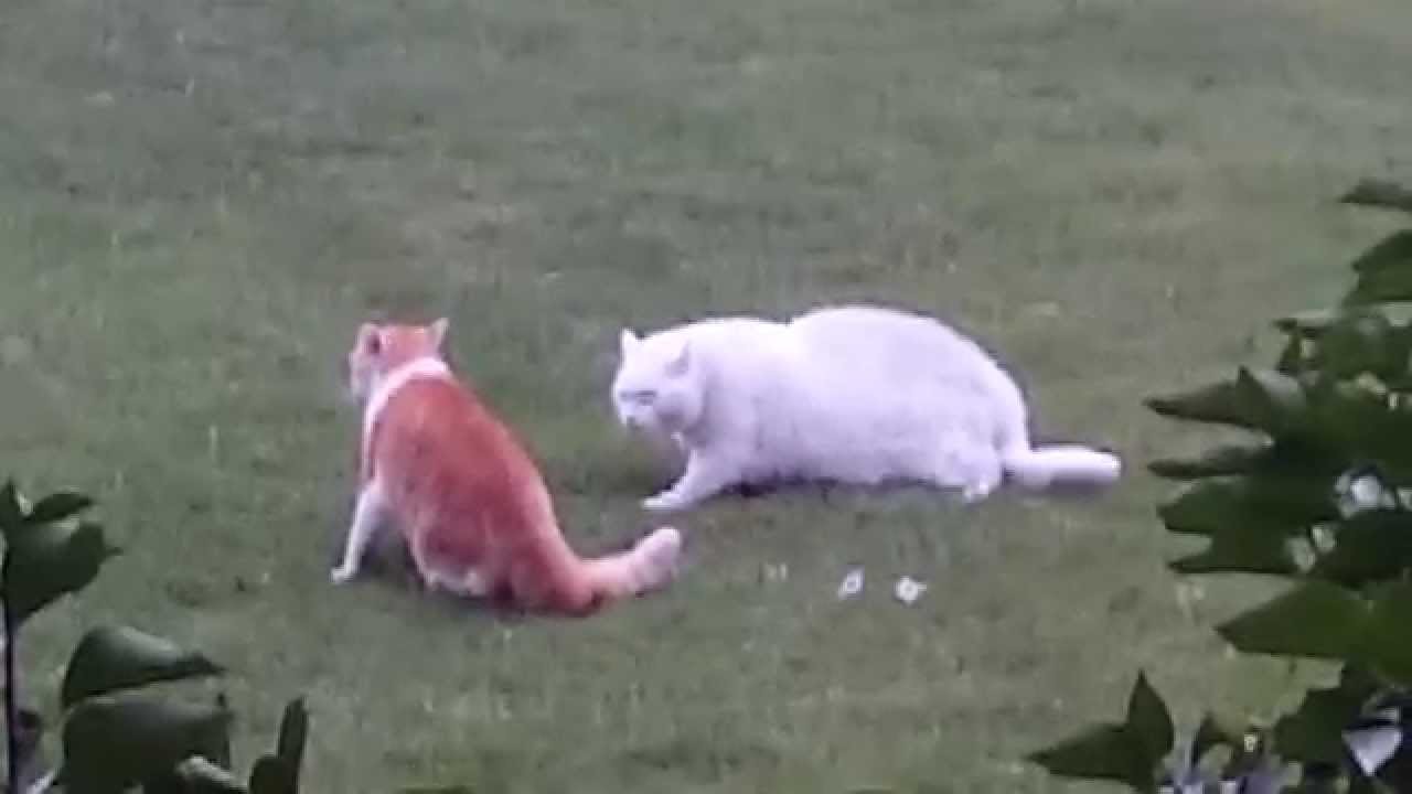 Intense Cat Standoff - YouTube