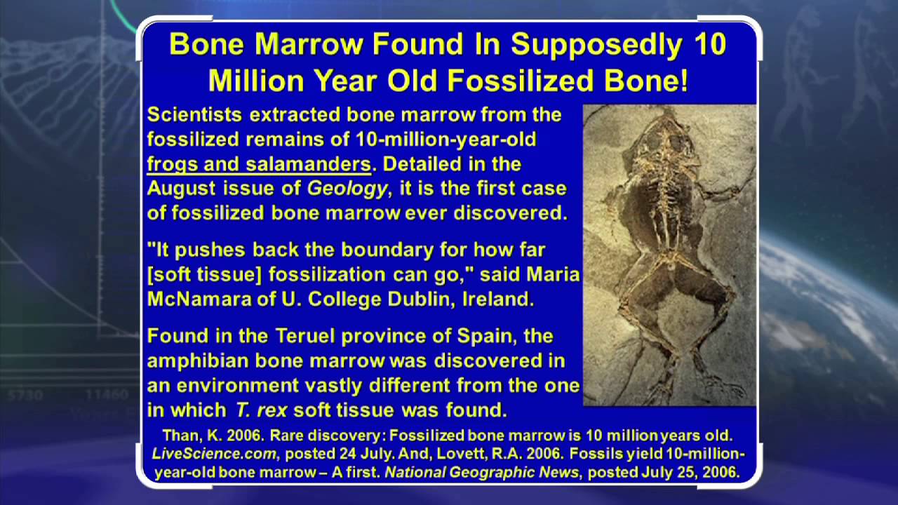 Bone Marrow in Fossils - YouTube