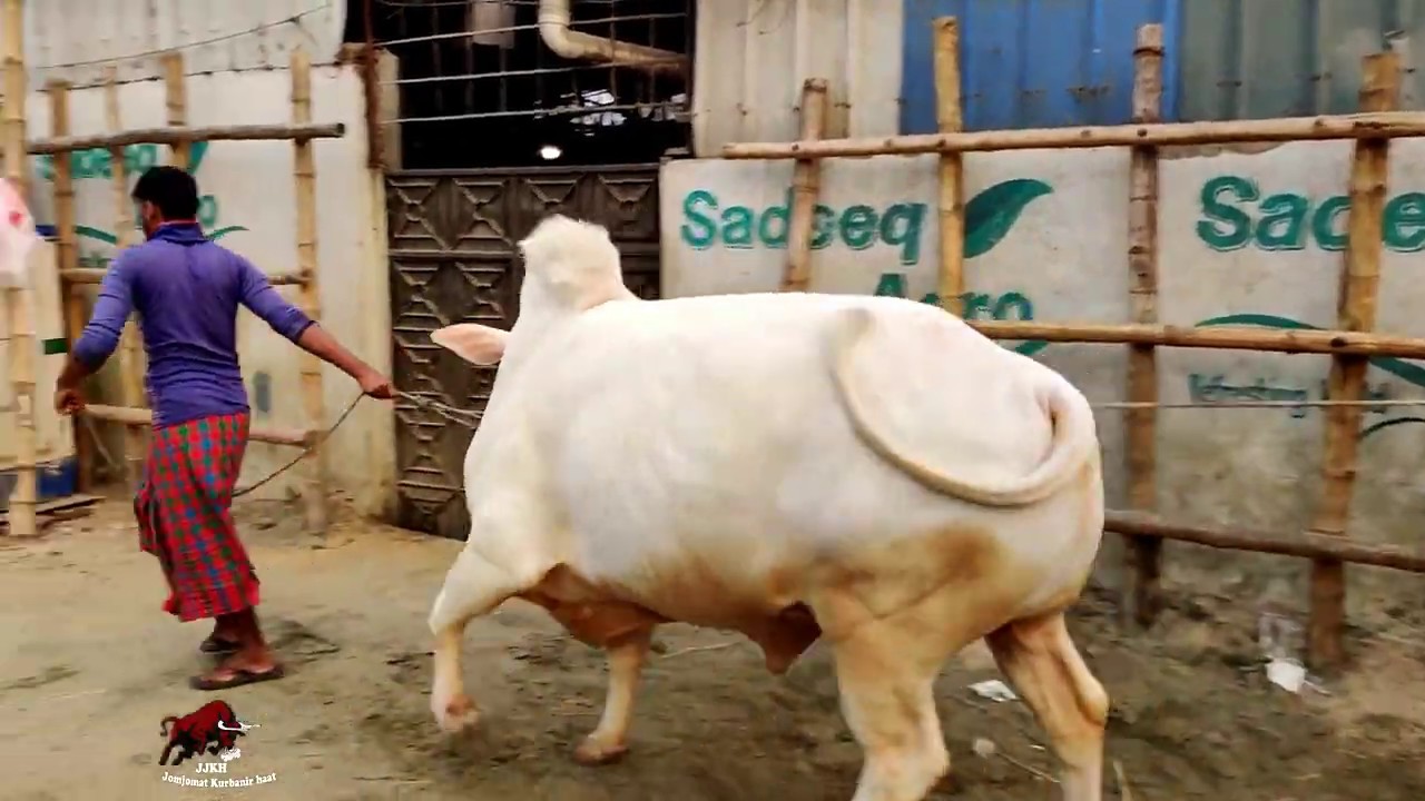 Sadeeq Agro Best হাসা ষাঁড় 2020 Collection এর। - YouTube