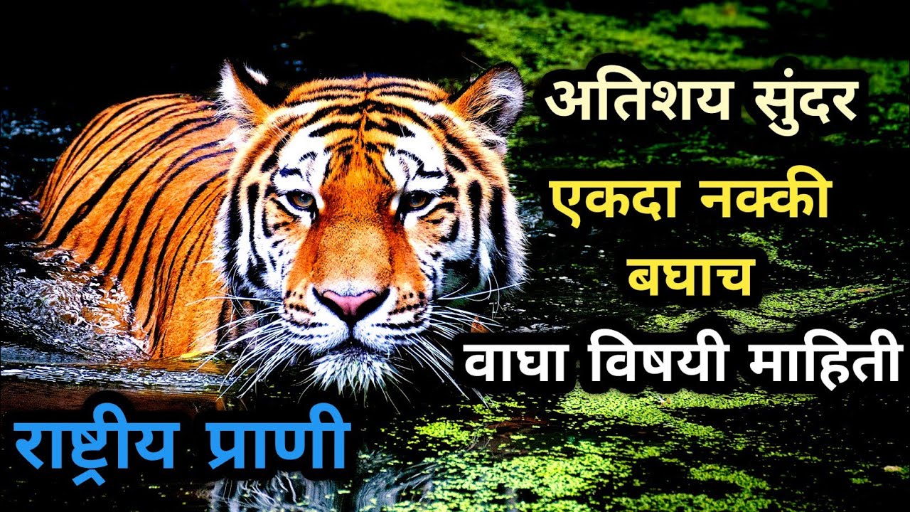 vagha chi mahiti | wagah vishay mahiti | vagha vishay mahiti | वाघाची ...