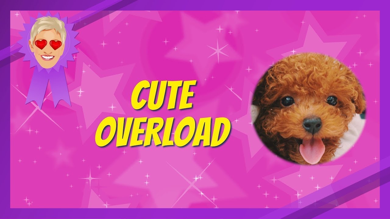 Cute Overload - YouTube