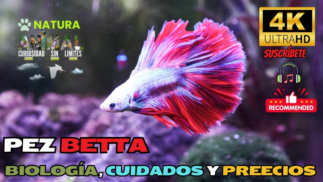 Pez Betta biología, cuidados y precios. - YouTube