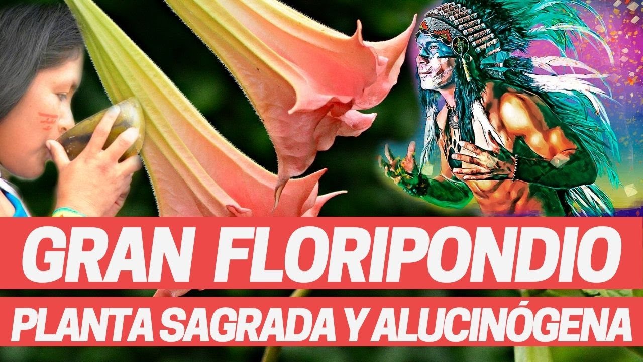 FLORIPONDIO, BRUGMANSIA BORRACHERO: PLANTA ALUCINÓGENA SAGRADA Y ...