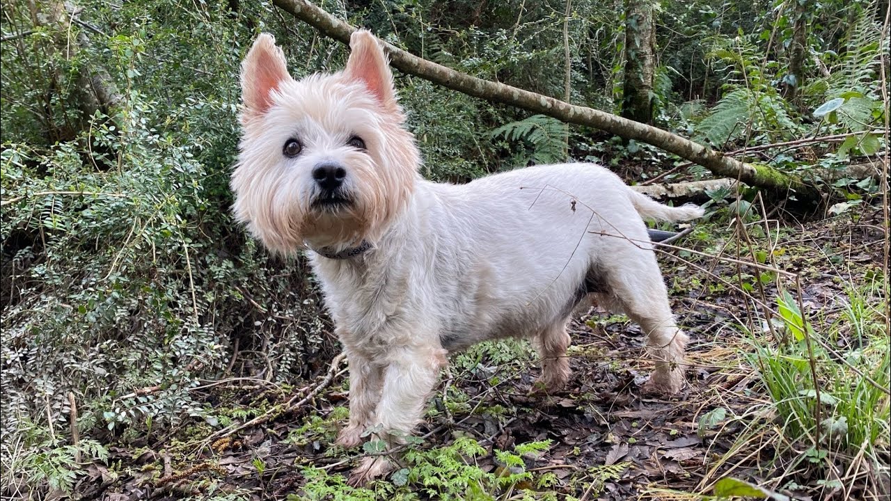 Watch as These Terriers Transform into Adorable Moochers - YouTube