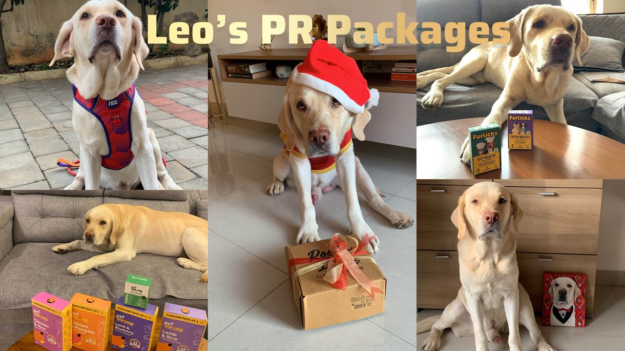Leo’s PR package haul of dog products. #vlog #dog - YouTube