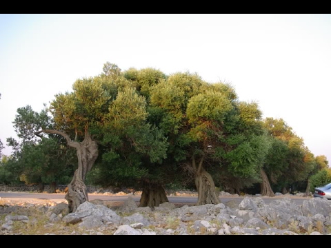 Lunske Masline - Otok Pag - YouTube