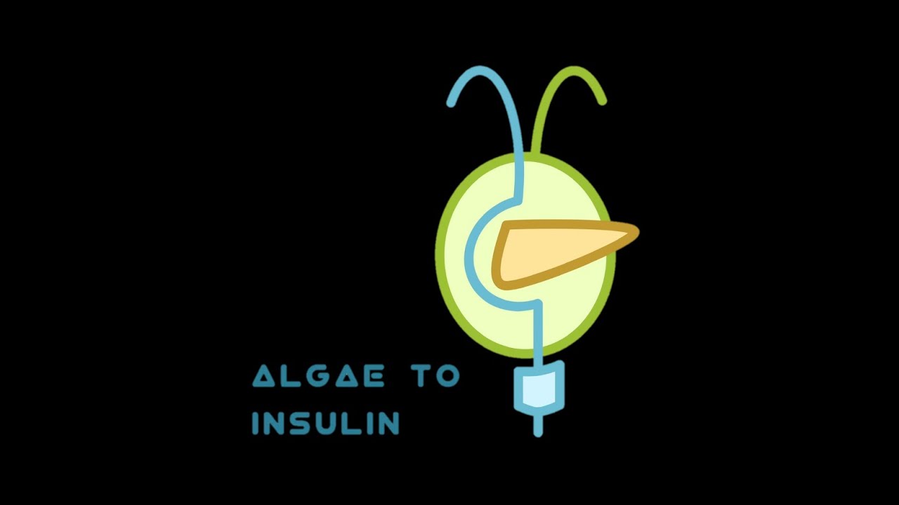 Algae to Insulin URC presentation 2021 @UC Davis - YouTube