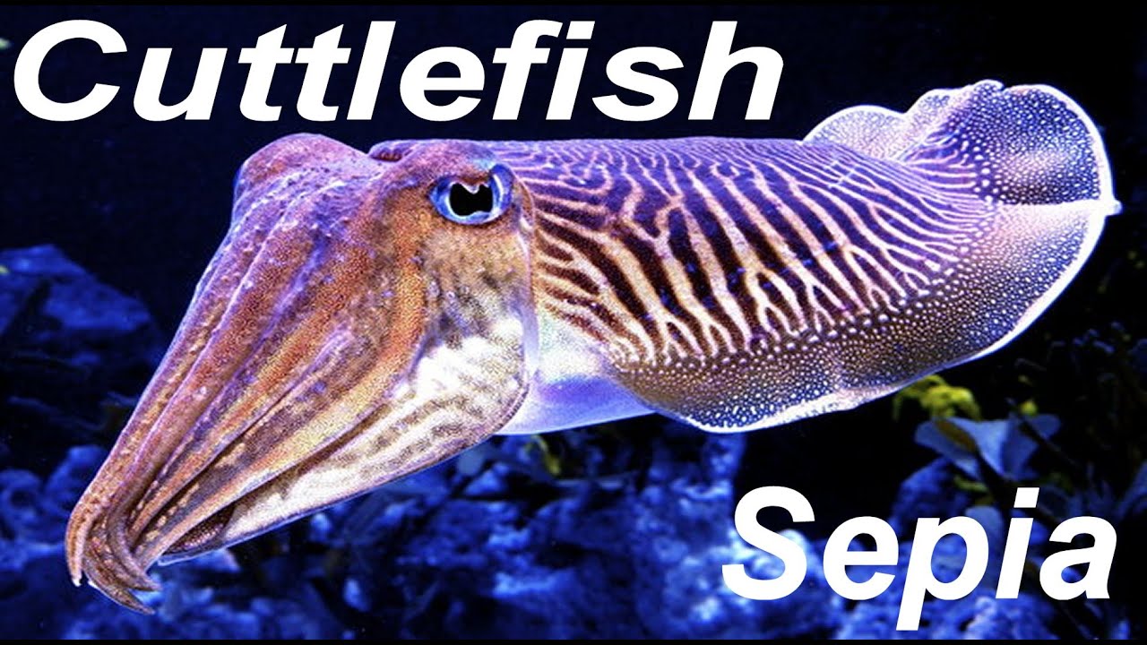 Cuttlefish - Sepia - Jibia - Sepiido - YouTube
