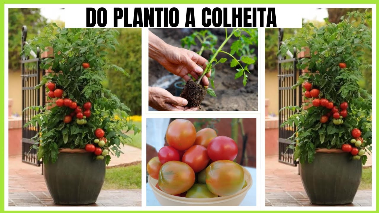 Curso GRÁTIS! como plantar TOMATE EM VASO , DO PLANTIO A COLHEITA ...
