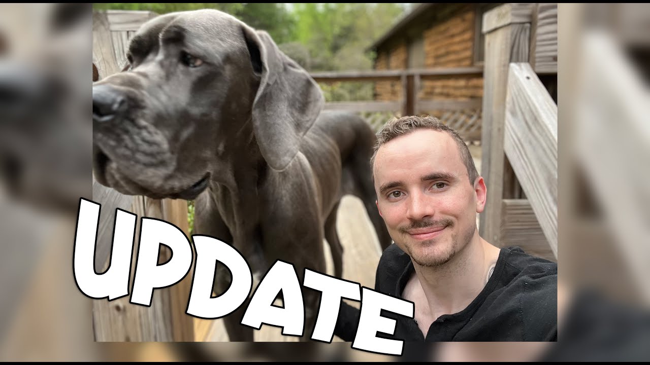 Great Dane Update - YouTube