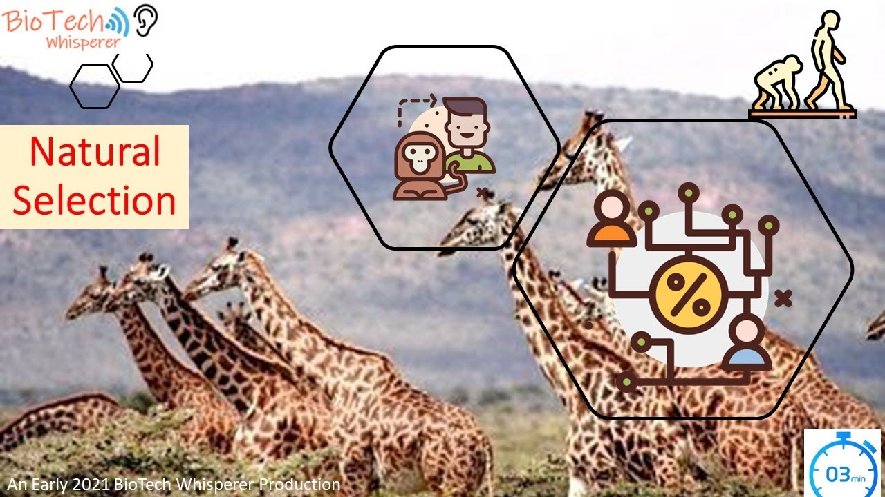 Learn Natural Selection in 3 Minutes (Doodle) - YouTube