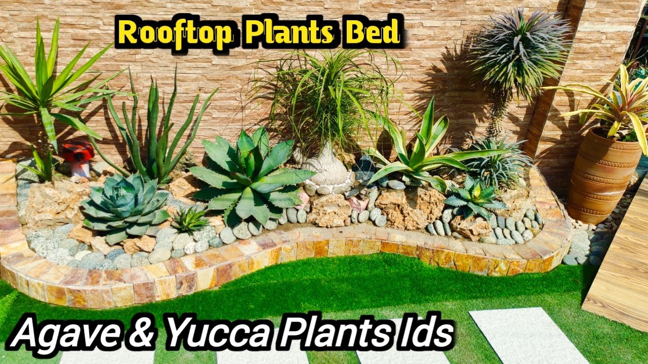 Agave and Yucca plants Ids | Agave Garden | Difference between Agave ...