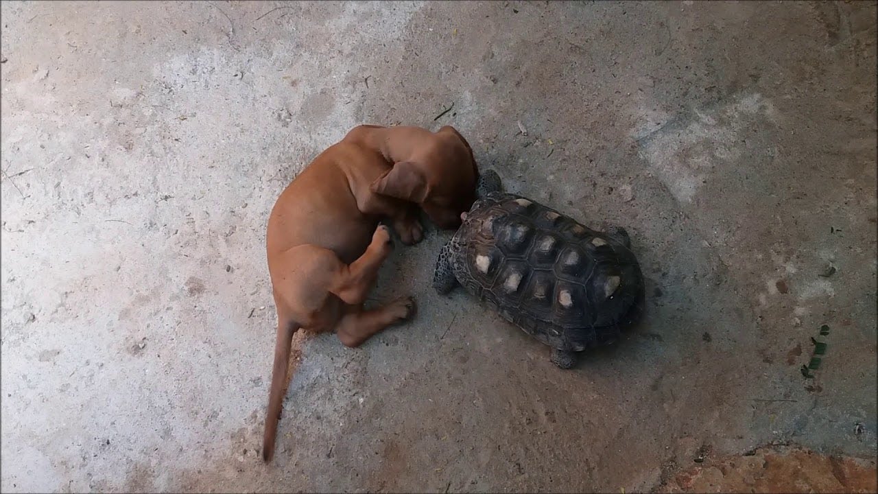 The Tortoise and the Dog || ViralHog - YouTube