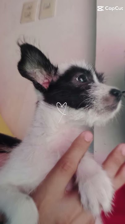 My Baby Chuchay and Baby Prince ko😍💙 ️ - YouTube