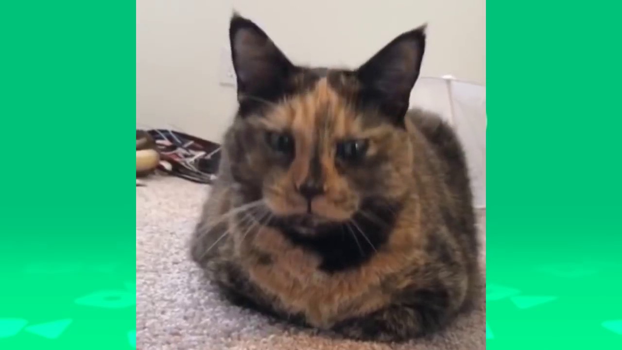 sasacilo katebi da dzaglebi part 2 - YouTube