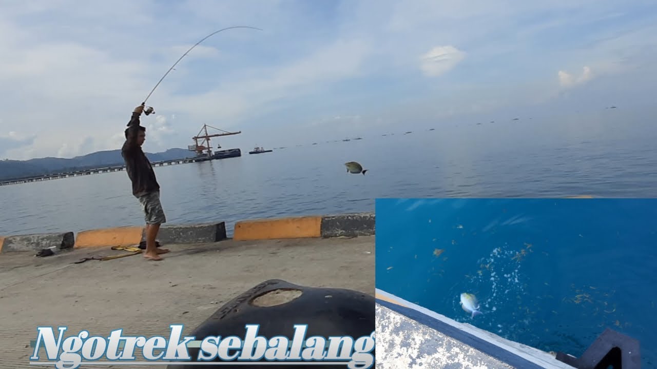 MANCING NGOTREK DI DERMAGA SEBALANG LAMPUNG || ADA YG STRIKE BABON ...