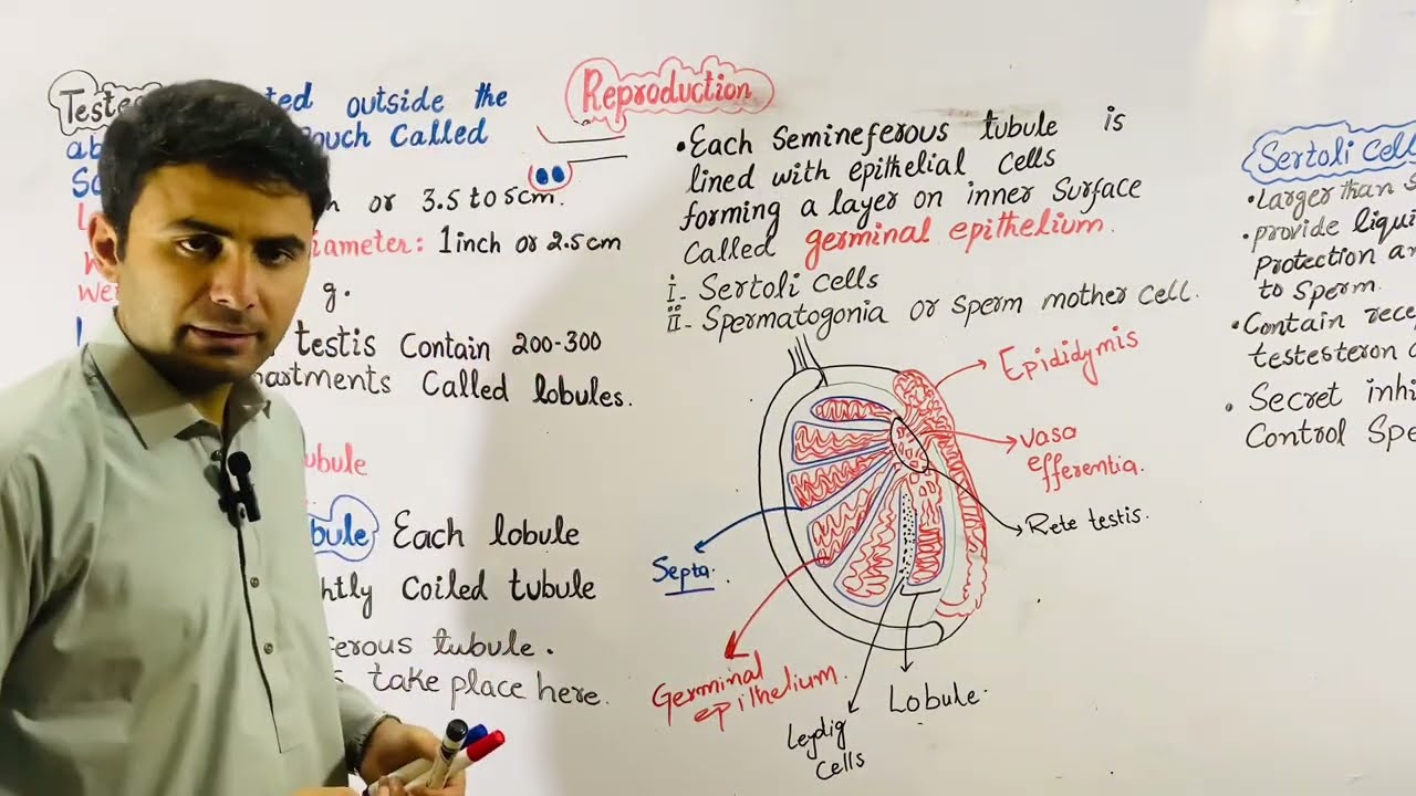 Part-2 Testes Anatomy And Physiology - YouTube