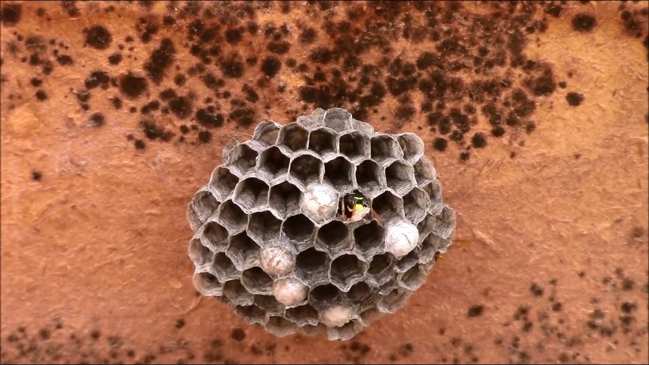 A wasp hatching - YouTube