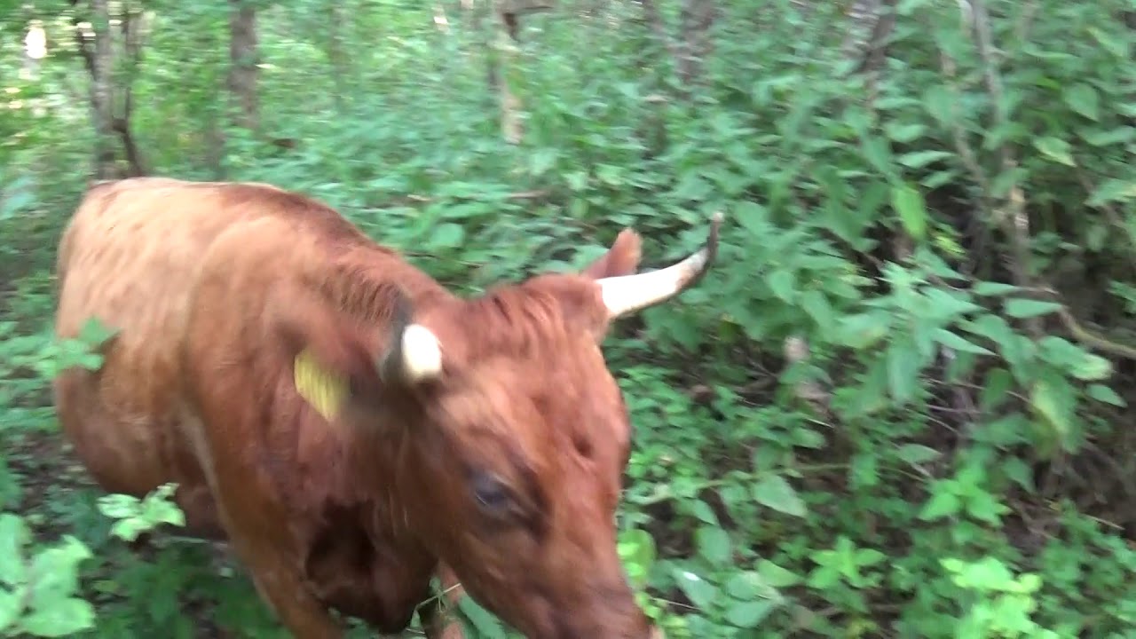 Cows into the forest - YouTube