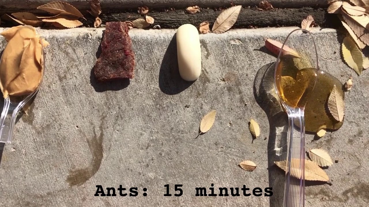Ecology Ants Project - YouTube