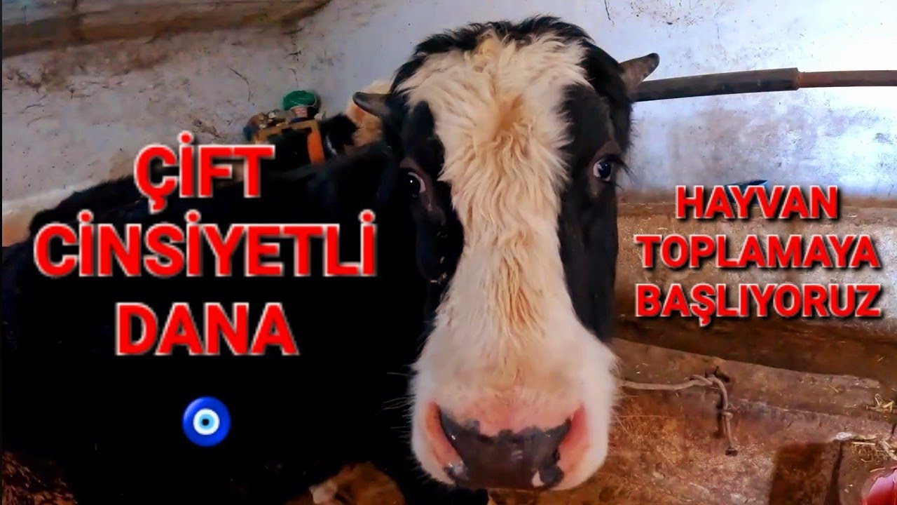 ÇİFT CİNSİYETLİ DANA & HAYVAN TOPLAMA @CengizÇaylı #hayvancılık#trakya ...