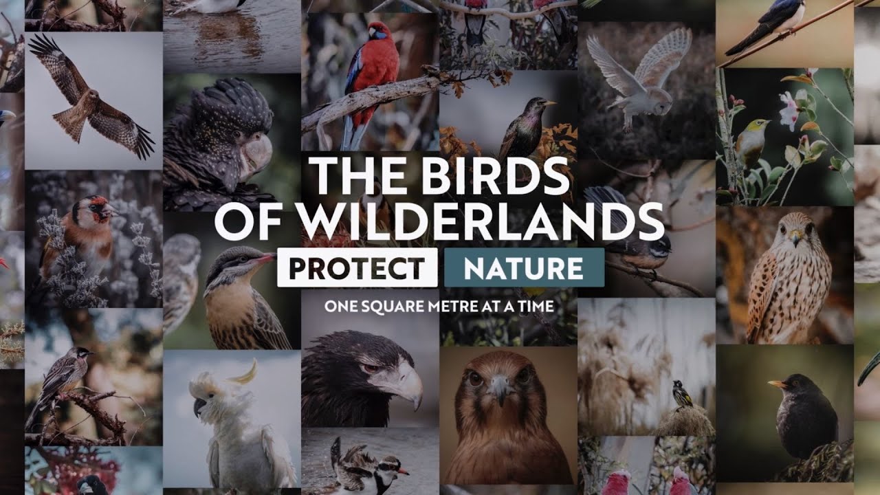 The Birds of Wilderlands - YouTube