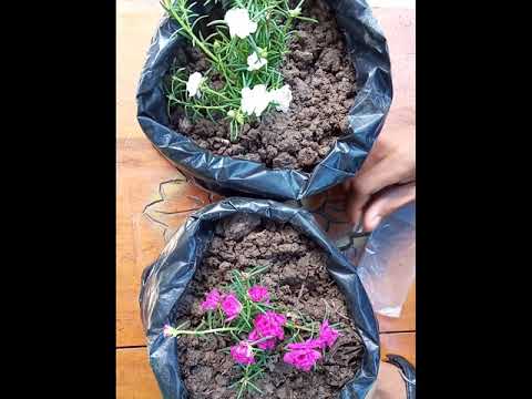 Penyerbukan bunga jam 9 - YouTube