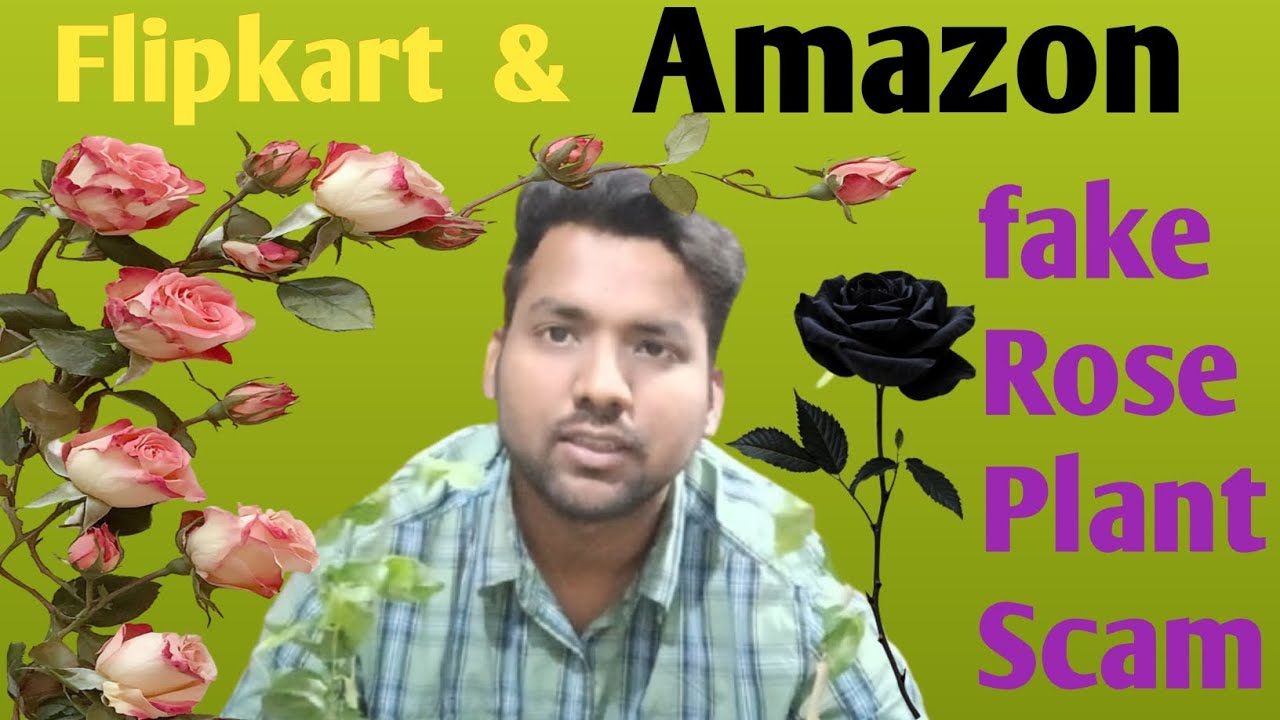 Flipkart & Amazon Fake Rose Plant Scam Truth. #vlog #plants # ...