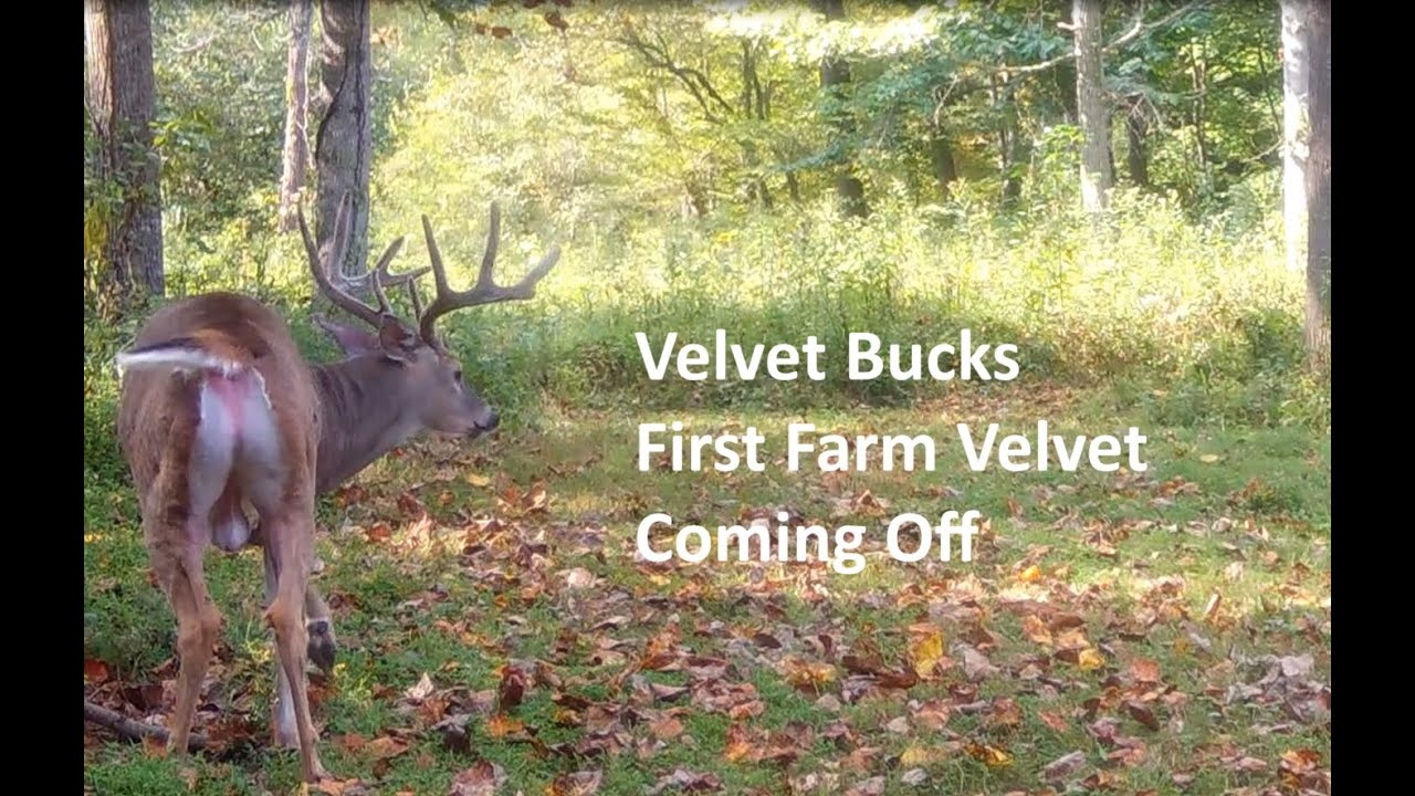 Velvet Bucks First Farm Velvet Coming Off - YouTube