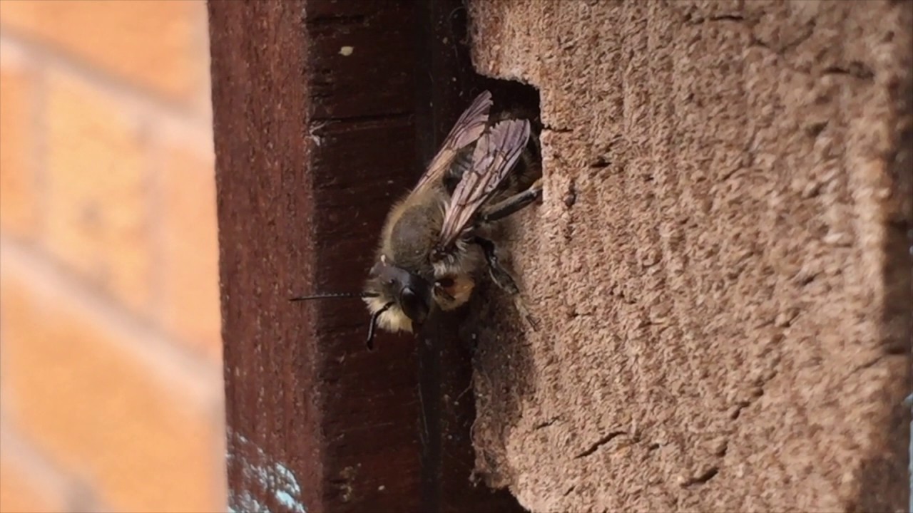 6 species solitary bee use Nurturing Nature's nest box - YouTube