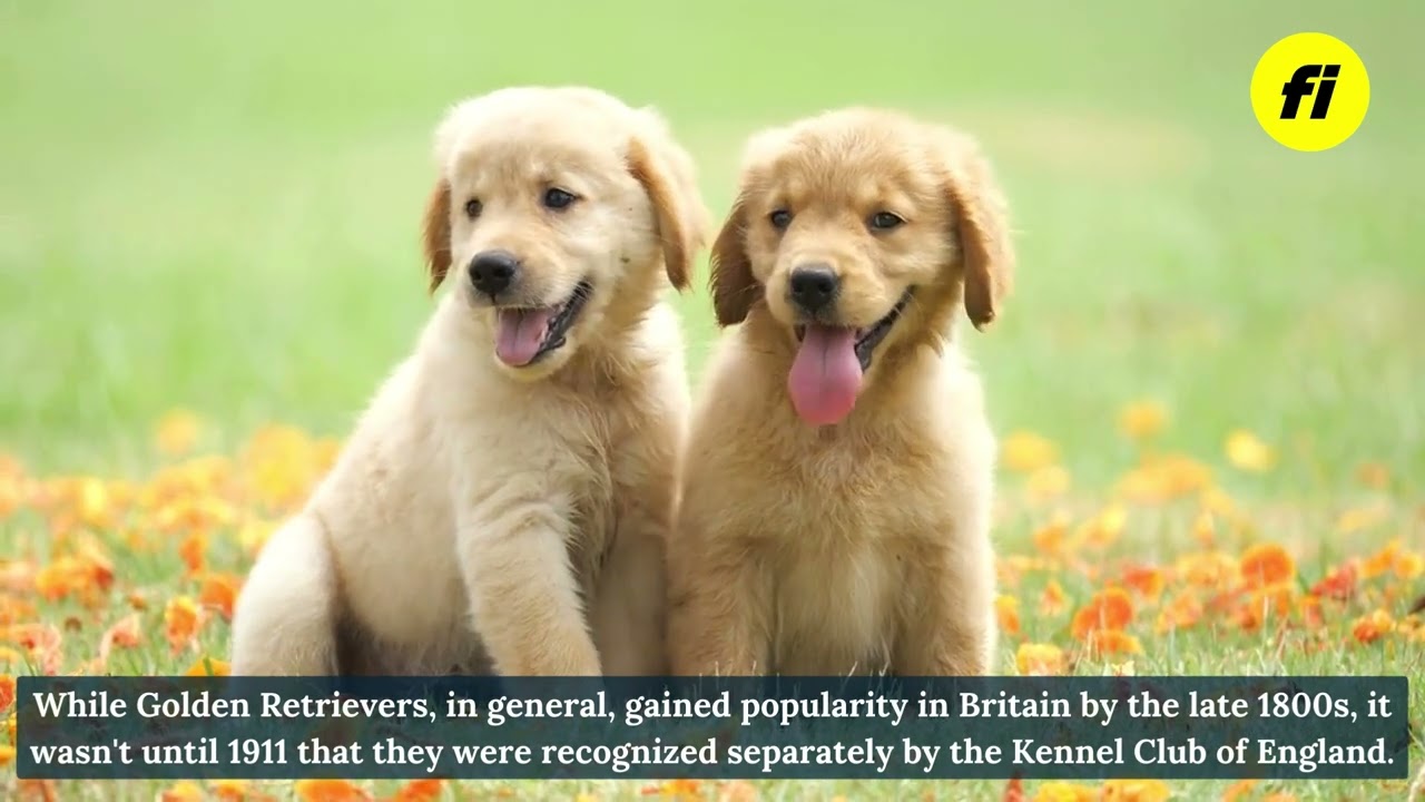 Mahogany Golden Retrievers