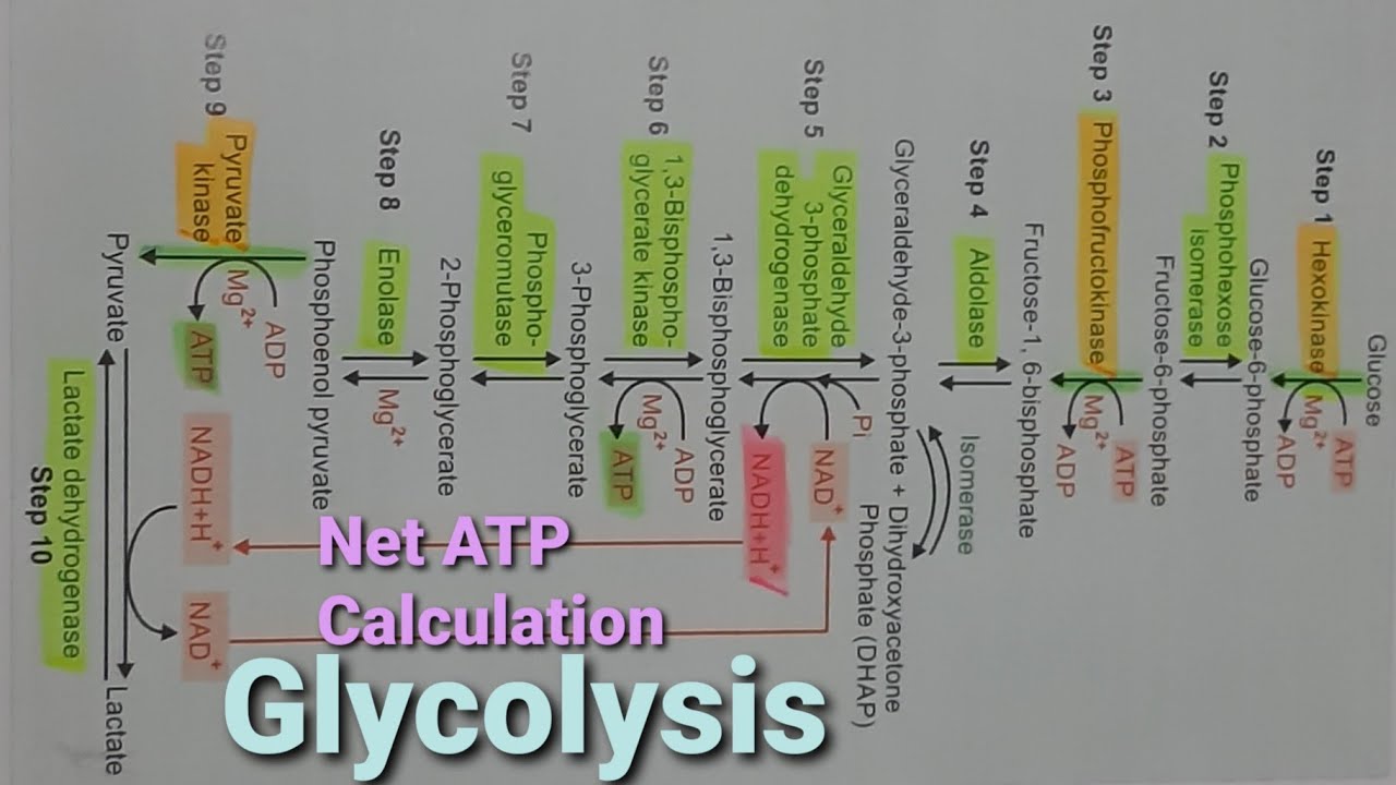 Glycolysis | EMP Pathway | Net ATP Calculation for Glycolysis - YouTube