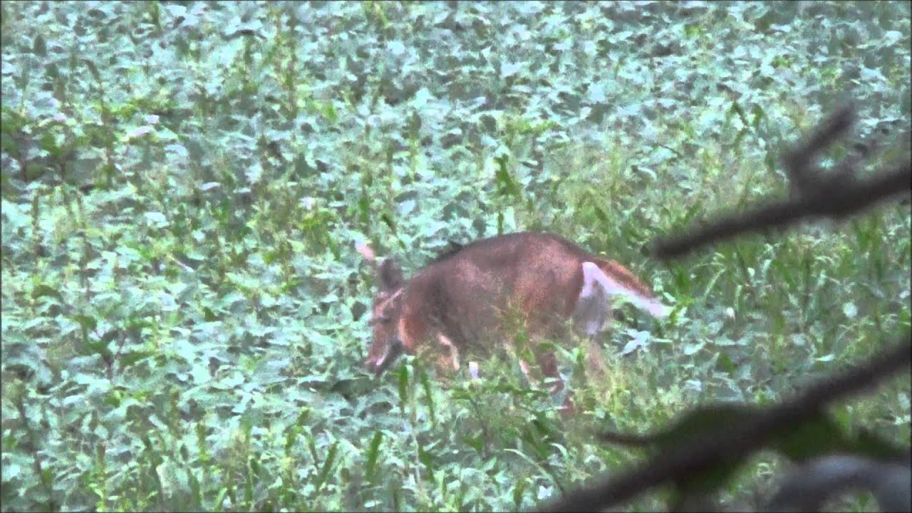 Bowhunting Delaware - Cedar Swamp Sept. 9, 2013 pm - YouTube