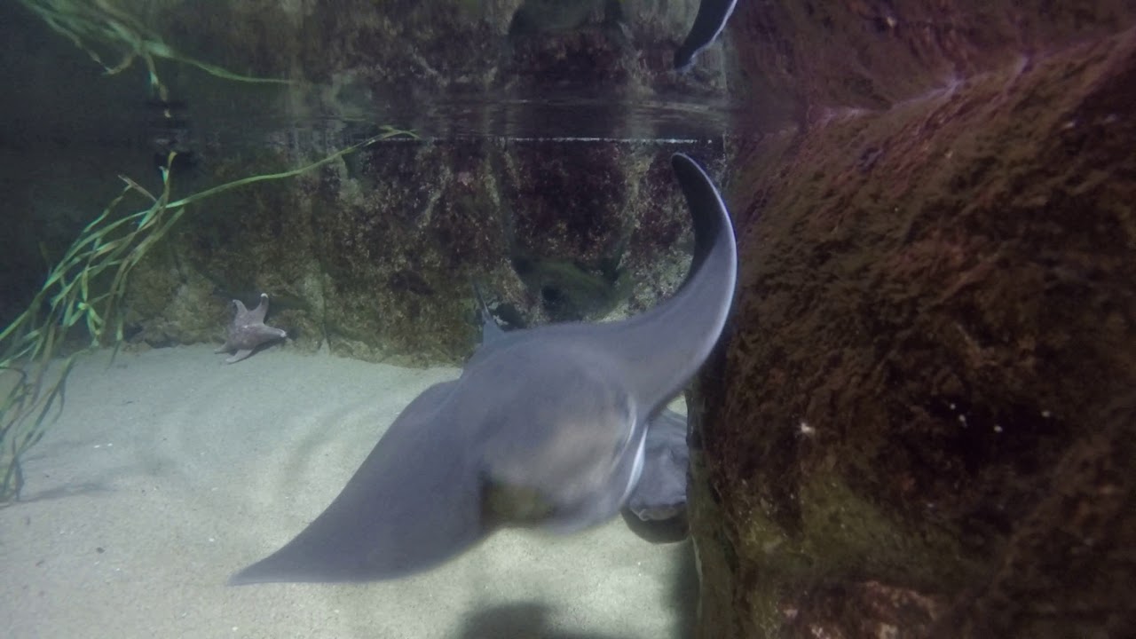 Exploring the Bat Rays Underwater at Aquarium of the Bay (4) 10-13-2018 ...