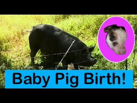 The Birth of Piglets - Nesting, Labor, & Delivery - YouTube