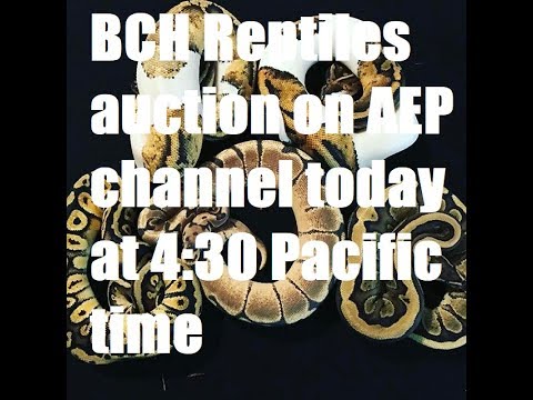 BCH REPTILES AUCTION TODAY ON ALWAYS EVOLVING PYTHONS CHANNEL! - YouTube