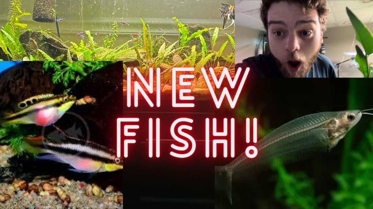 NEW FISH AND FISHROOM UPDATES!! - YouTube