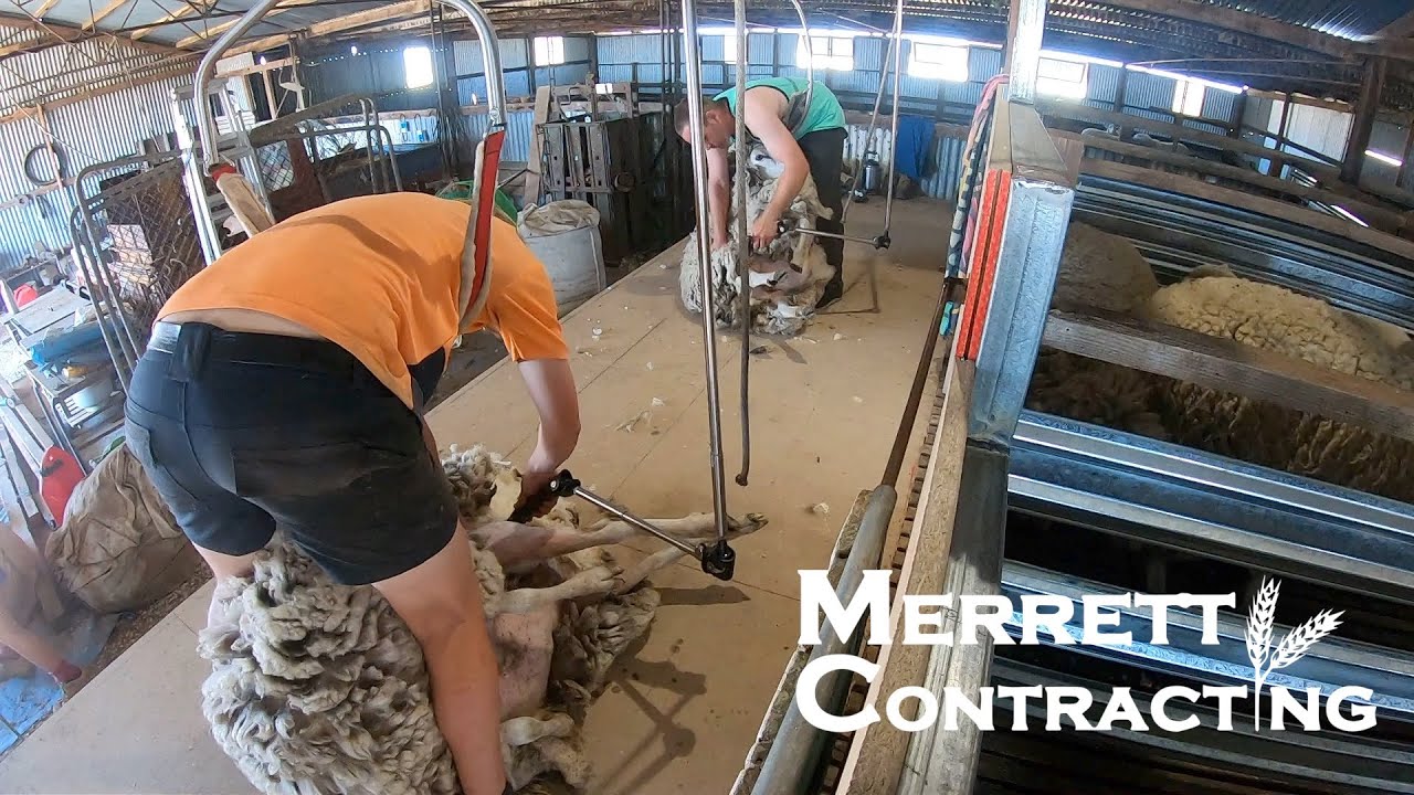 Ram Removal + Northern Shearing Shed Christening - YouTube