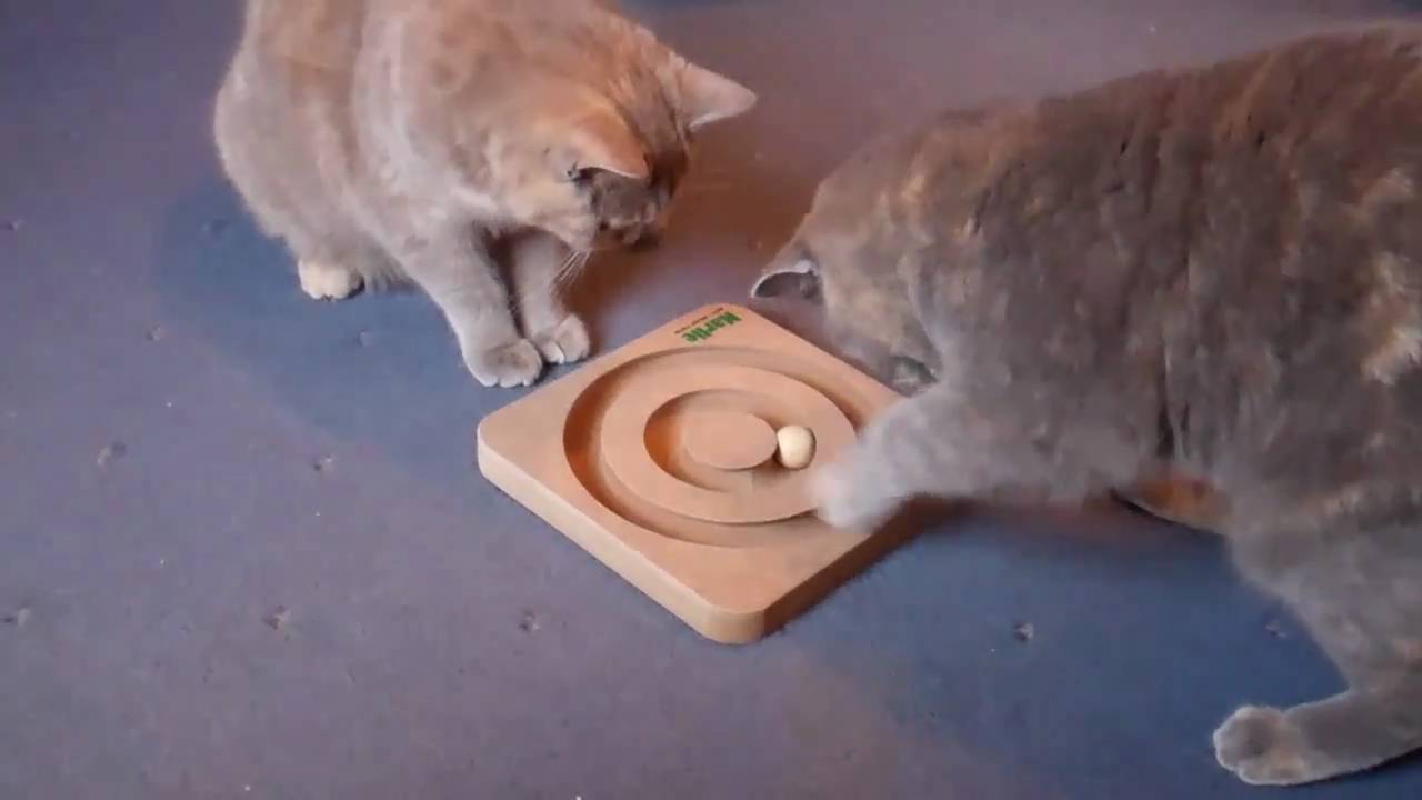 Karlie Kitty Brain Train Roundabout Cat Toy - YouTube