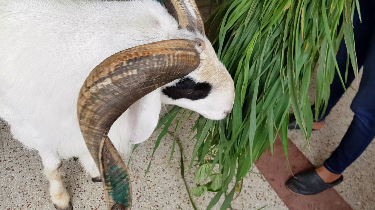 MAduRai Sheep's - YouTube