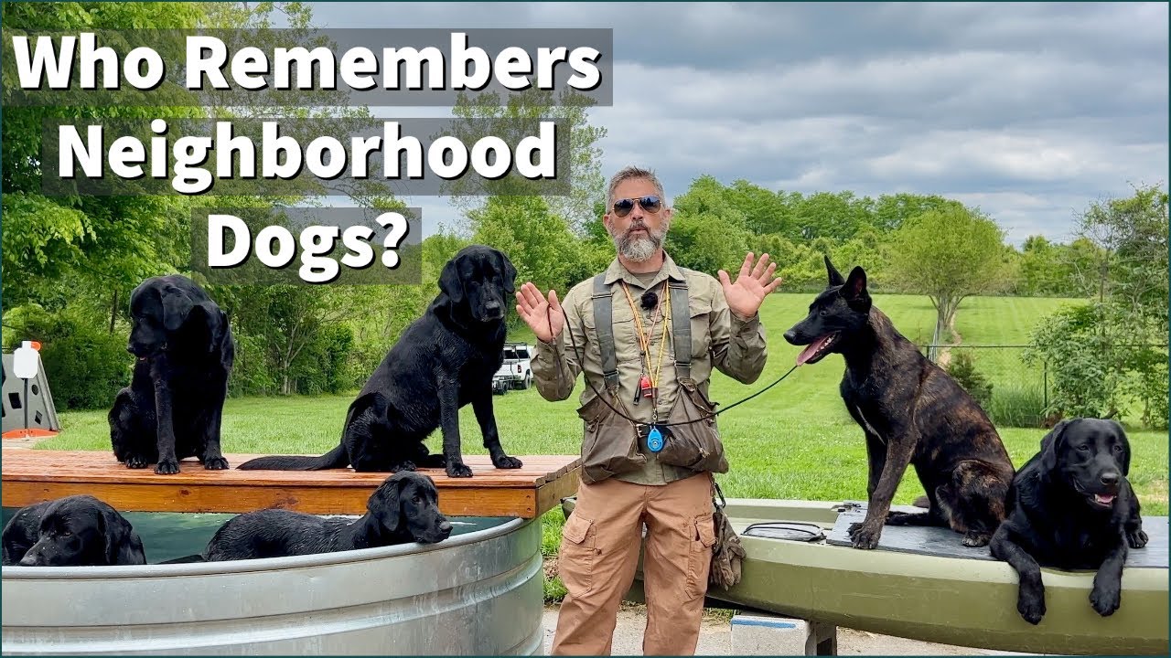Who Remembers Neighborhood Dogs? - YouTube