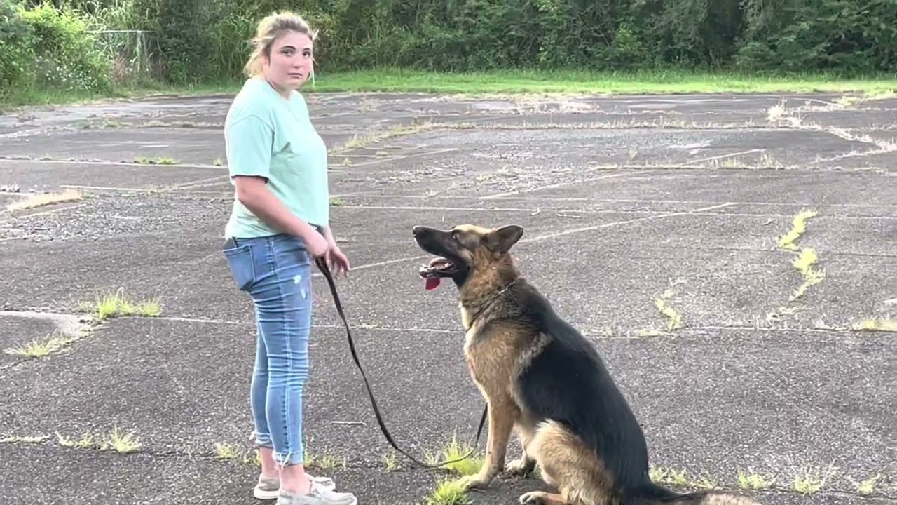 Teaching handling skills with an unfamiliar dog - YouTube