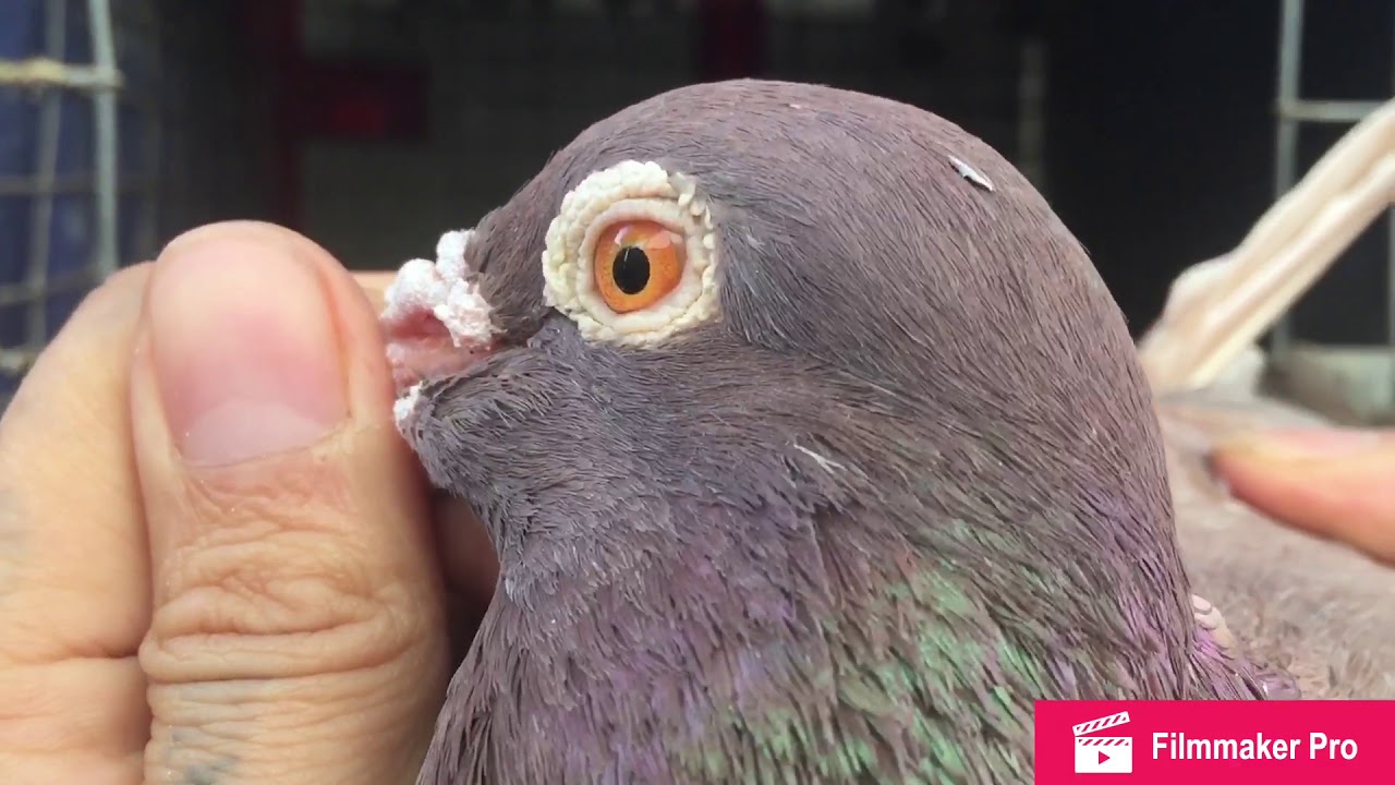 2020 BREEDERS RACING HOMING PIGEONS - YouTube