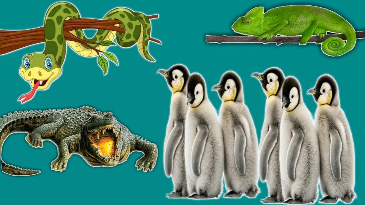 Get to know carnivorous animals | Penguins, snakes, seals, dolphins ...